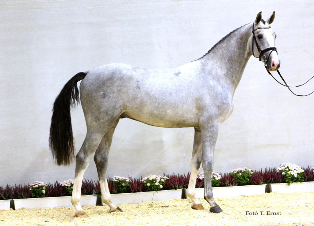 006 Chacoon Blue Spartakus 19 05 | Xavier Hanneton - Elevage de Villée