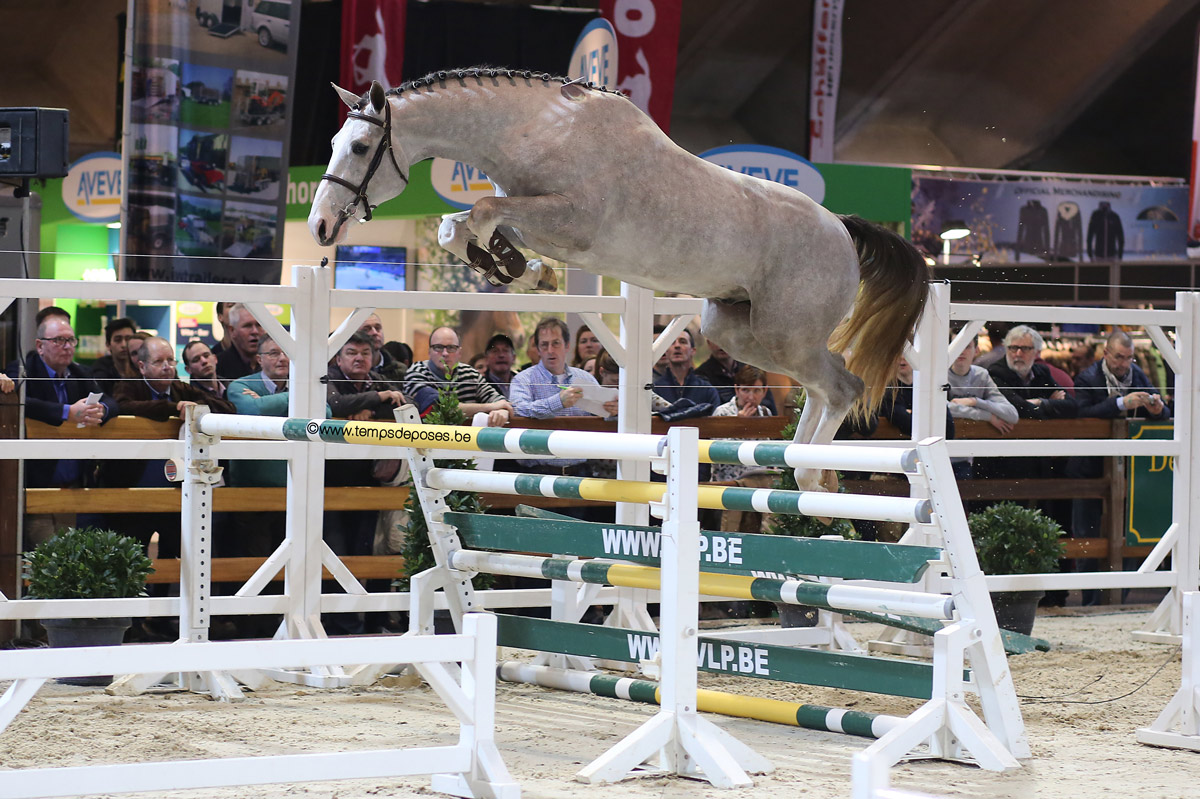 hamilton_du_chapitre_1 | Xavier Hanneton Stables