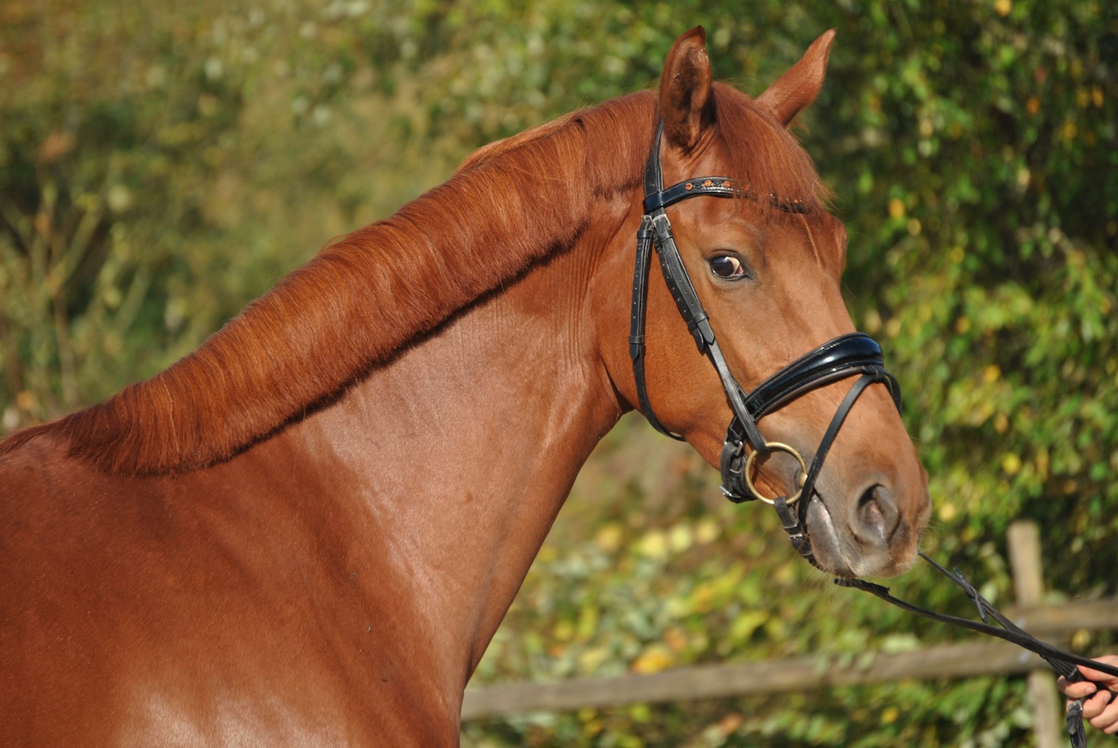 ida6 | Xavier Hanneton Stables