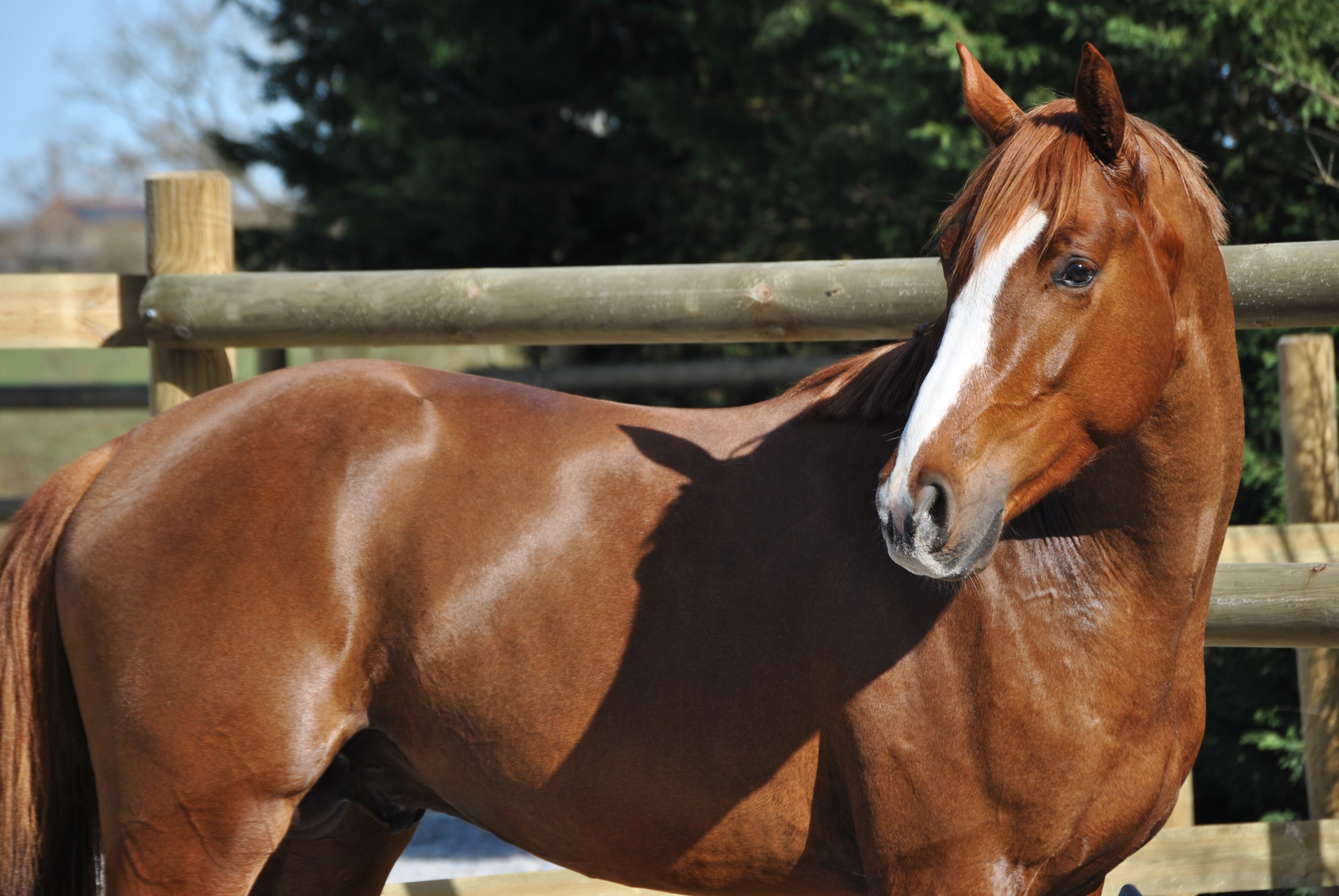 My way 4 | Xavier Hanneton Stables